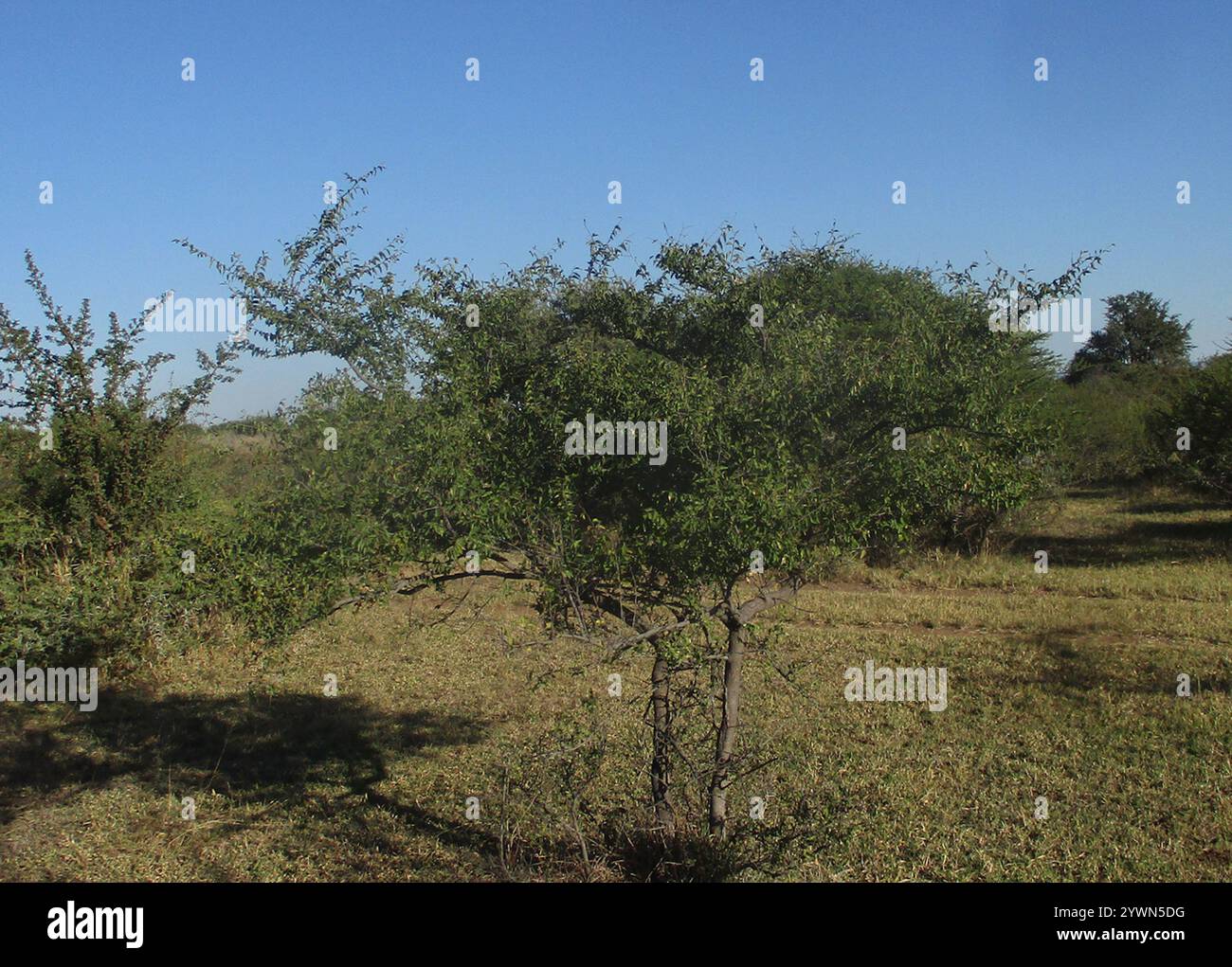 buffalo-thorn (Ziziphus mucronata Stock Photo - Alamy