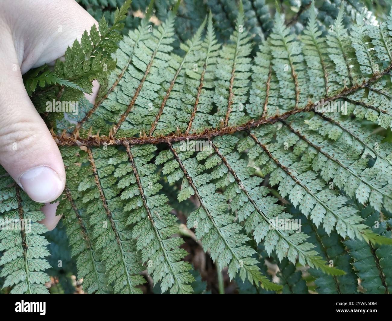 Prickly shield fern hi-res stock photography and images - Alamy