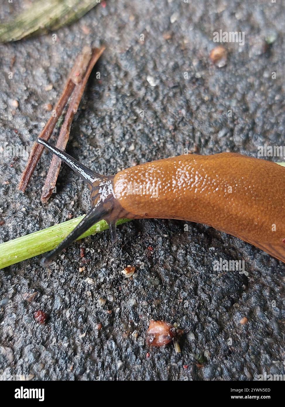 Spanish Slug (Arion vulgaris Stock Photo - Alamy