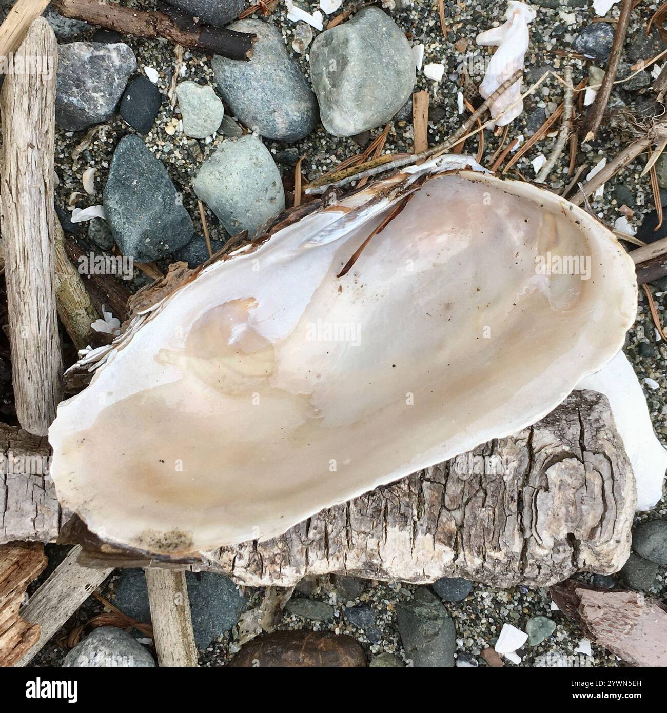Wrinkled Rock Clam (Entodesma navicula Stock Photo - Alamy