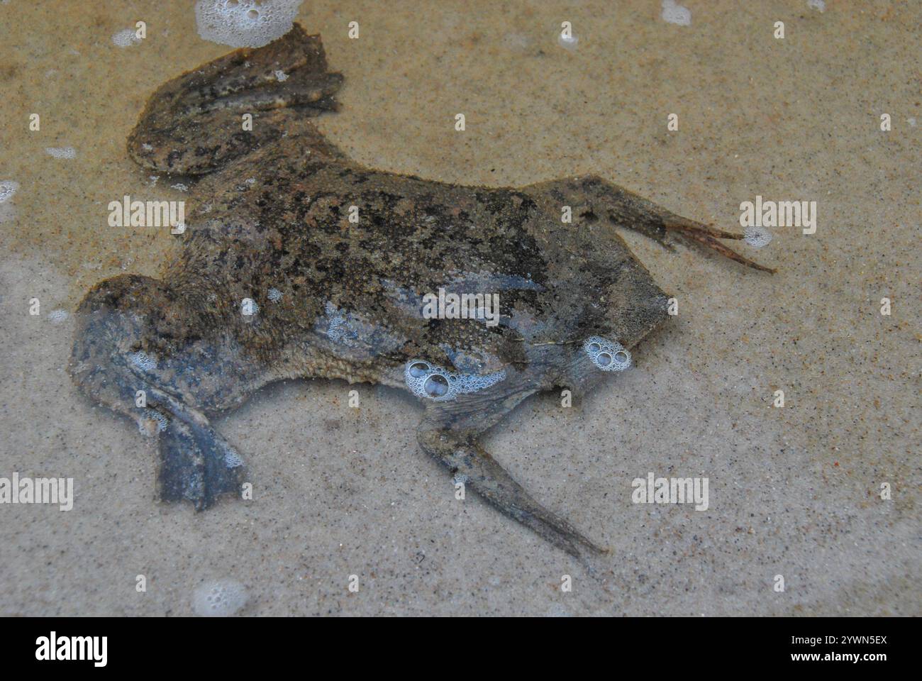 Suriname Toad (Pipa pipa Stock Photo - Alamy