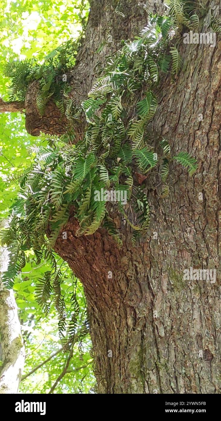 resurrection fern (Pleopeltis michauxiana Stock Photo - Alamy