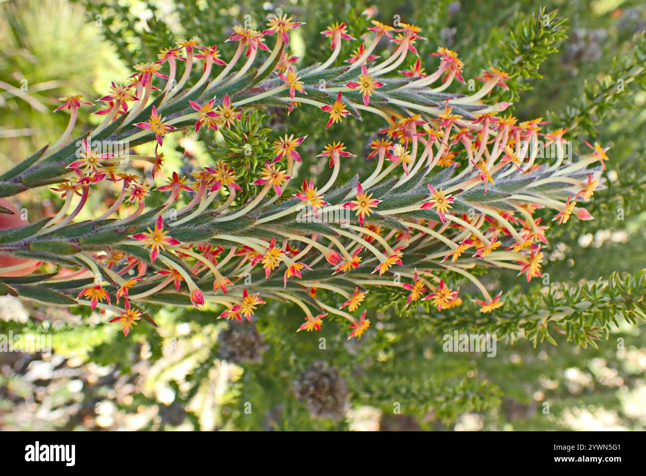 Woolly Capespray (Struthiola tomentosa Stock Photo - Alamy