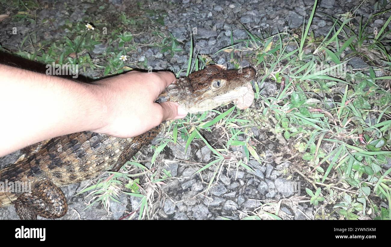 Crocodilus fuscus hi-res stock photography and images - Alamy