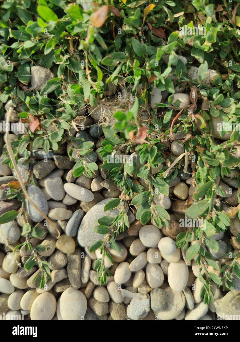 Oval Leaf Knotweed (Polygonum arenastrum Stock Photo - Alamy
