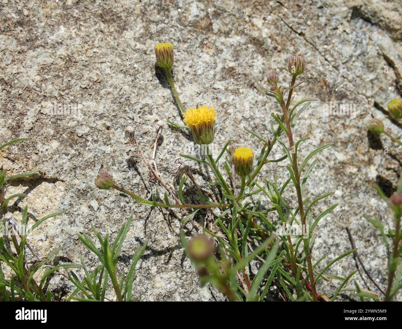 california rayless daisy (Erigeron reductus reductus Stock Photo - Alamy