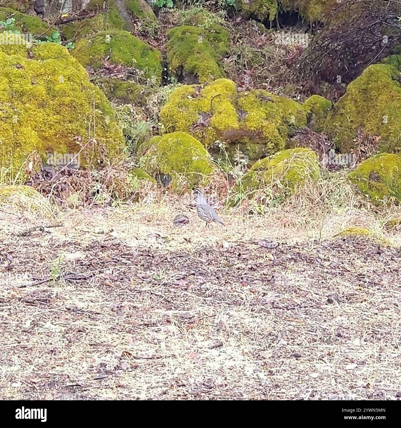 California Quail (Callipepla californica Stock Photo - Alamy