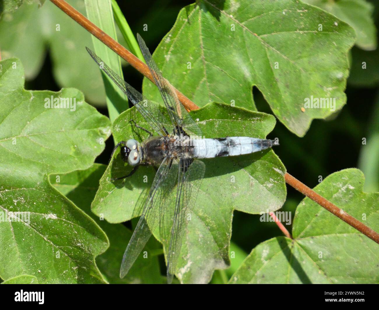 Scarce Chaser (Libellula fulva Stock Photo - Alamy