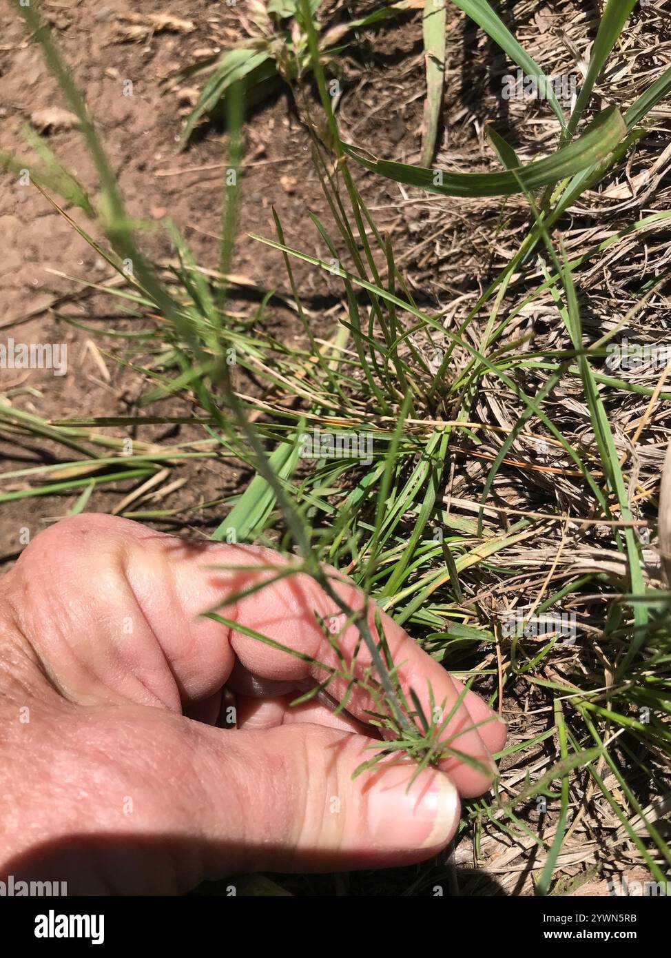 Tower Mustard (Turritis glabra Stock Photo - Alamy