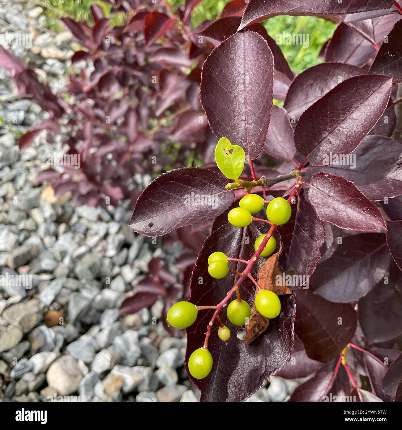 chokecherry (Prunus virginiana Stock Photo - Alamy