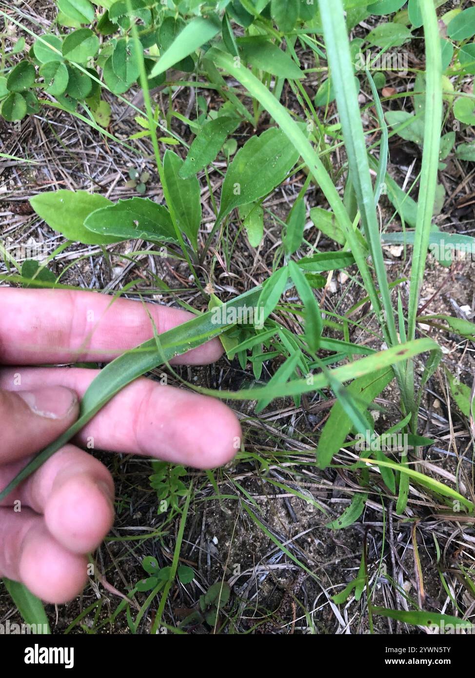 Eastern False Aloe (Manfreda virginica Stock Photo - Alamy