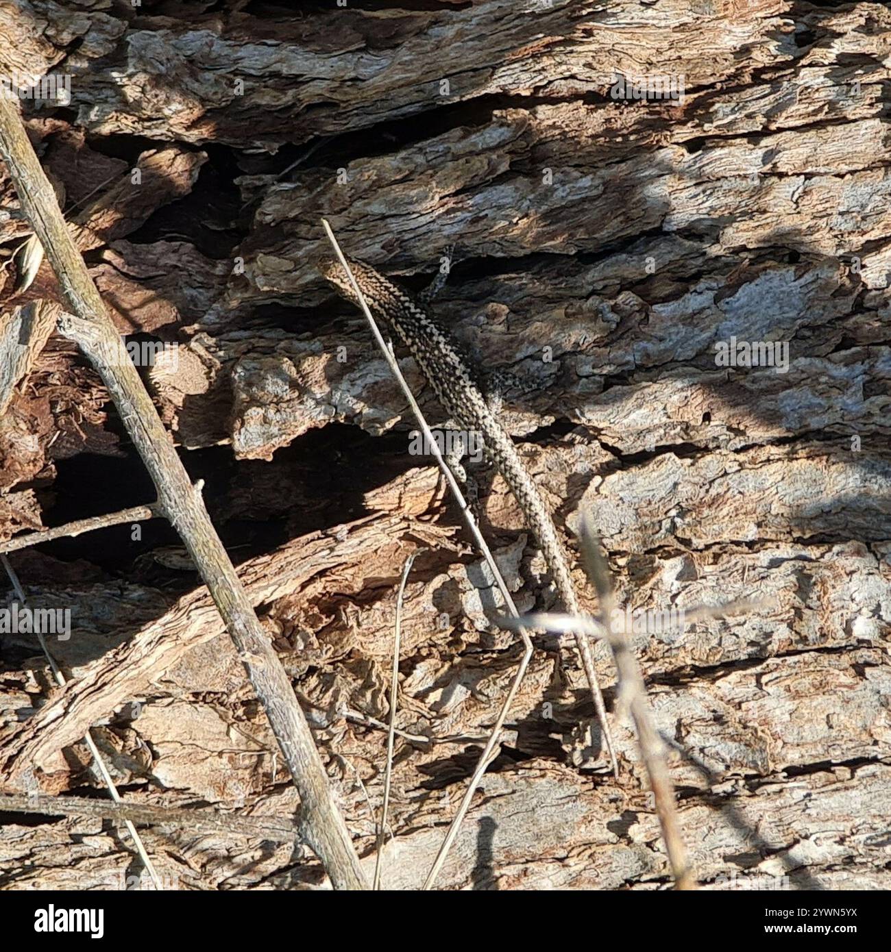 Ragged Snake-eyed Skink (Cryptoblepharus pannosus Stock Photo - Alamy