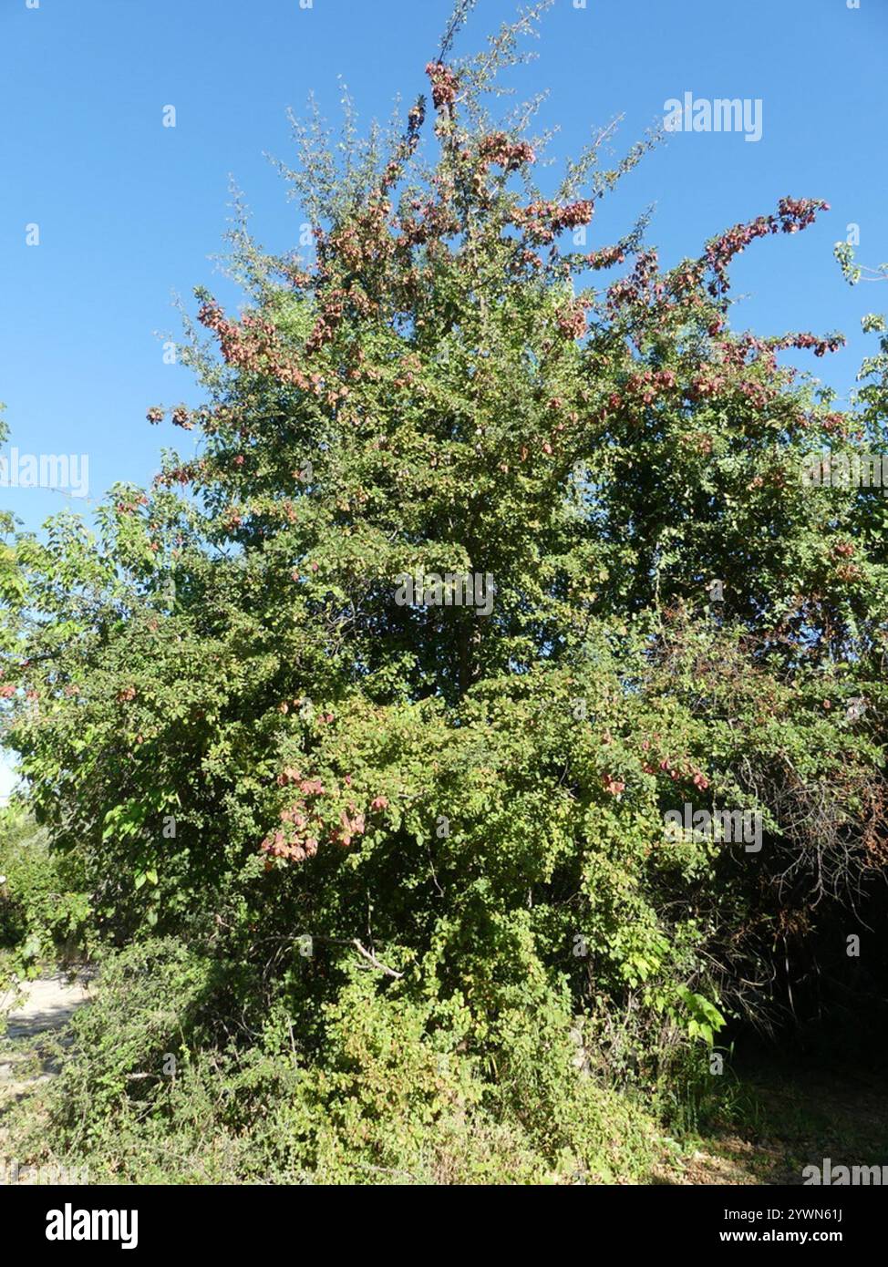 Purplepod clusterleaf (Terminalia prunioides Stock Photo - Alamy