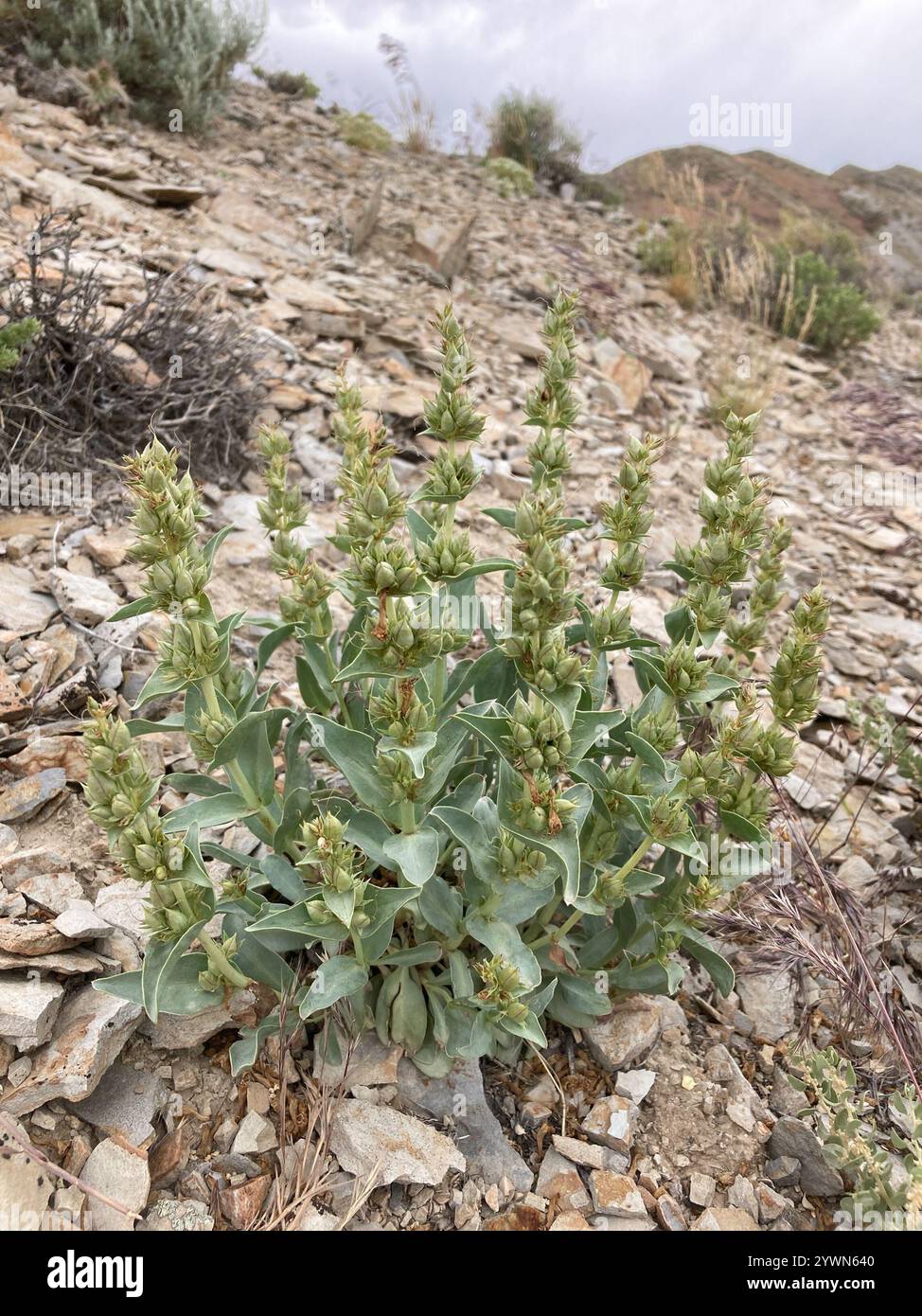 Wax-leaf Beardtongue (Penstemon nitidus Stock Photo - Alamy
