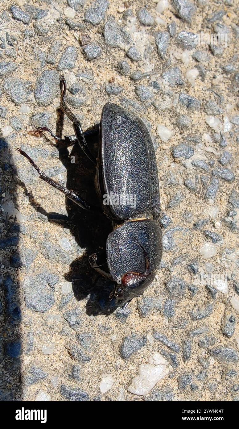 Lesser Stag Beetle (Dorcus parallelipipedus Stock Photo - Alamy