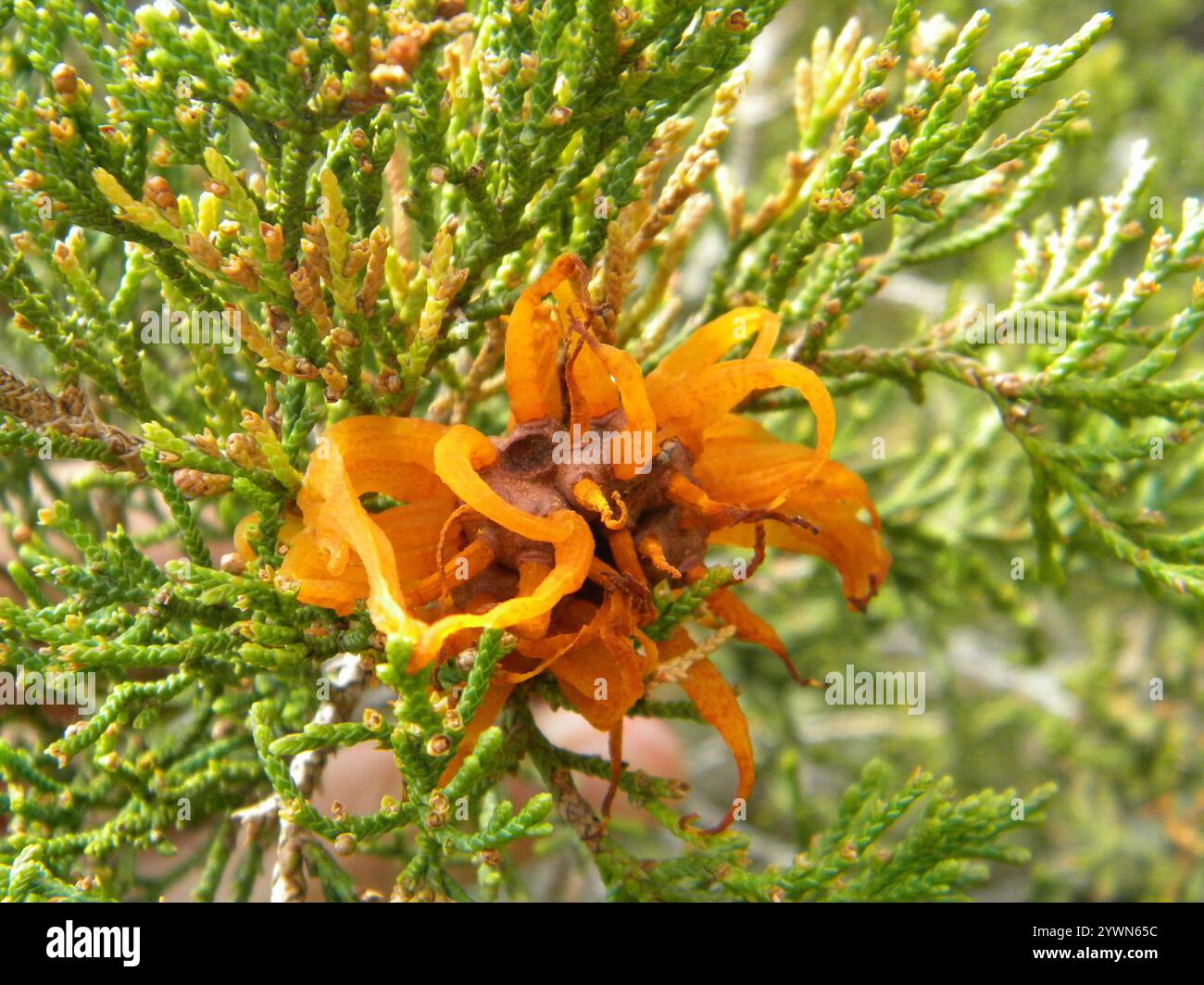 eastern redcedar (Juniperus virginiana Stock Photo - Alamy