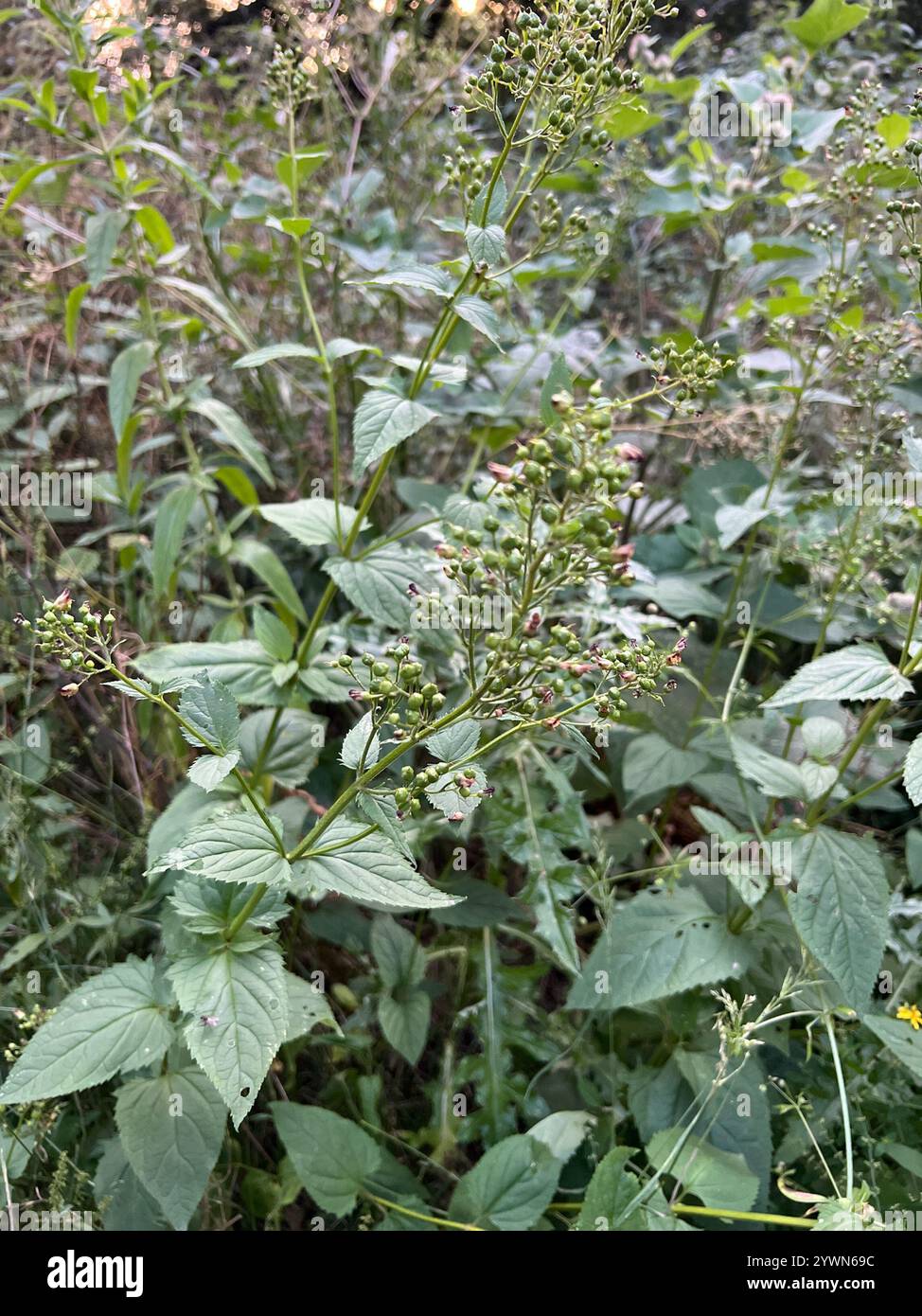Common Figwort (Scrophularia nodosa Stock Photo - Alamy