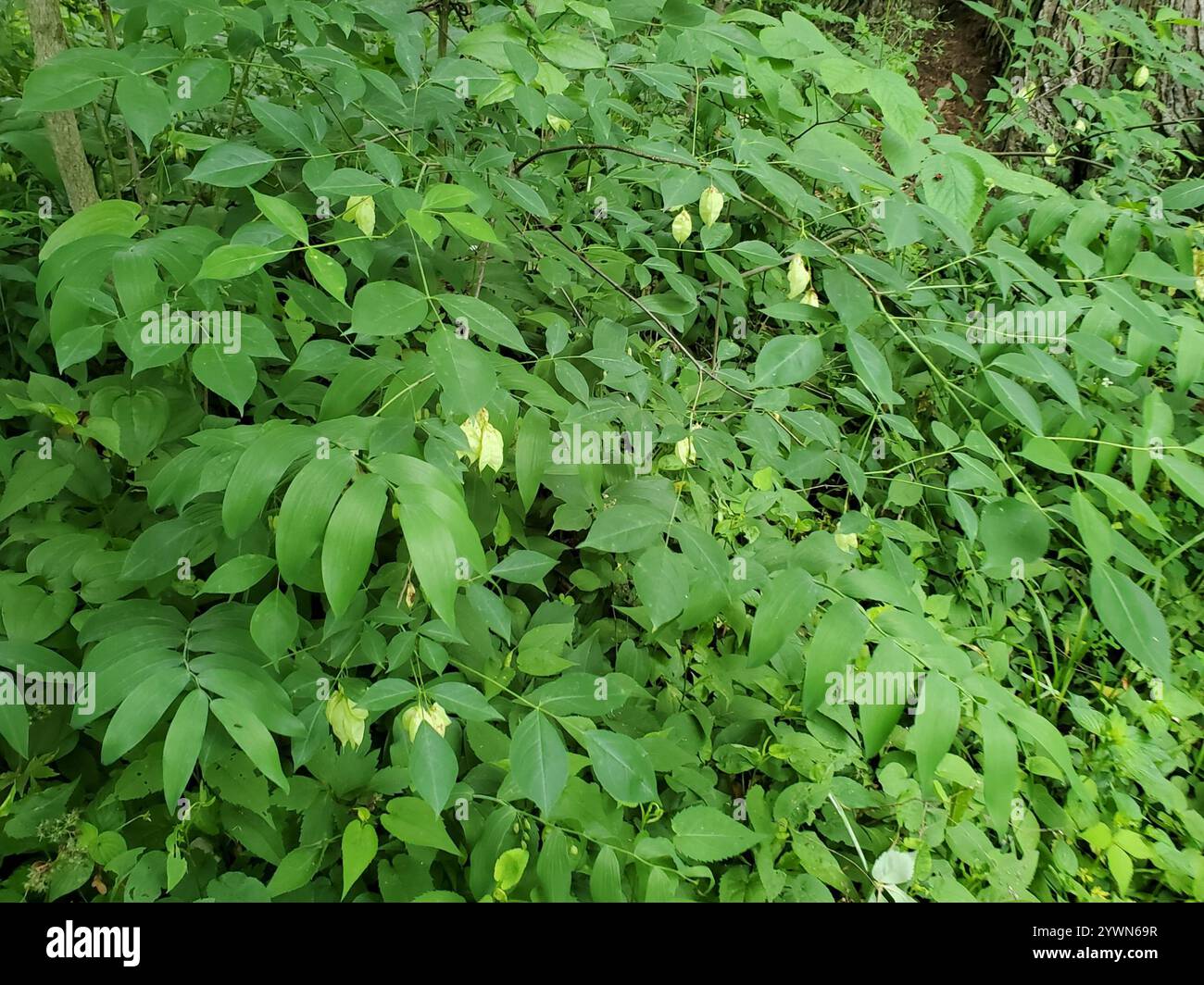 American bladdernut (Staphylea trifolia Stock Photo - Alamy