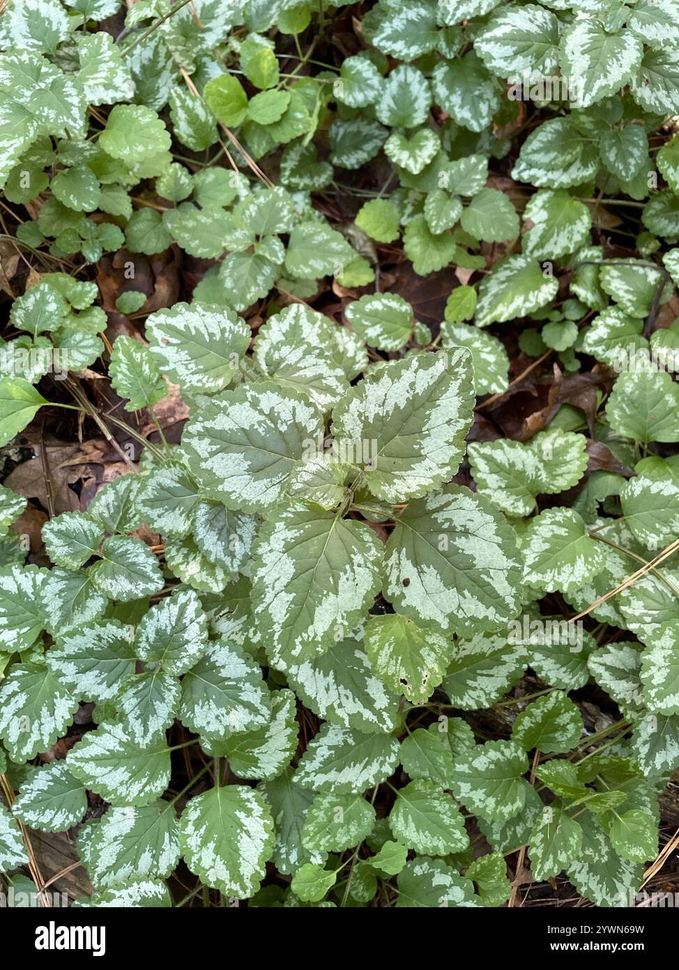 Variegated Yellow Archangel (Lamium galeobdolon argentatum Stock Photo ...