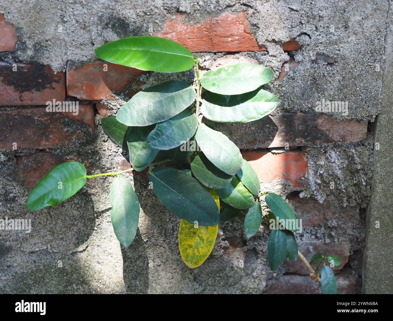 Dye fig (Ficus tinctoria Stock Photo - Alamy