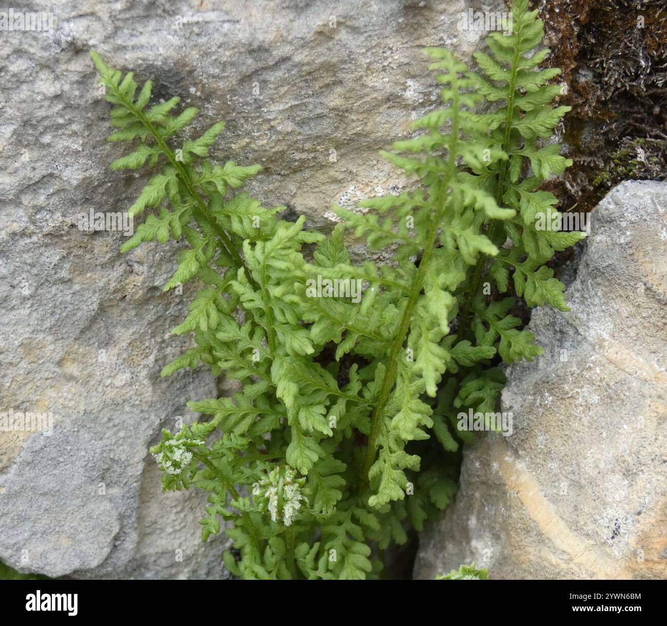 Alpine lady fern hi-res stock photography and images - Alamy