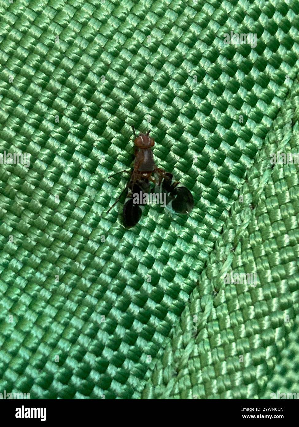 Common Picture-winged Fly (Delphinia picta Stock Photo - Alamy