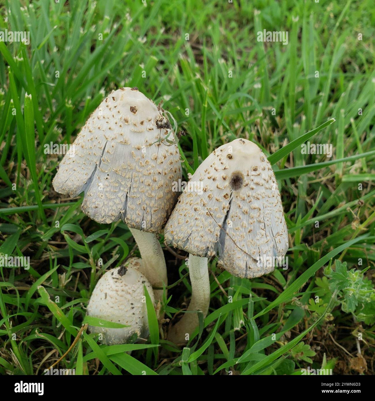 scaly ink cap (Coprinopsis variegata Stock Photo - Alamy