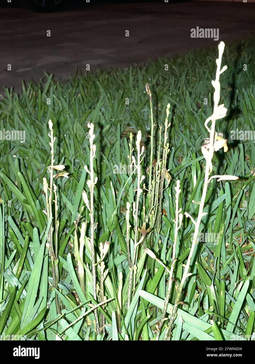 Chinese Crown Orchid (Eulophia graminea Stock Photo - Alamy