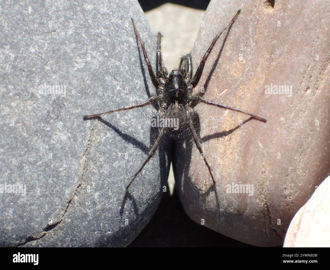 Thin-legged Wolf Spiders (Pardosa Stock Photo - Alamy