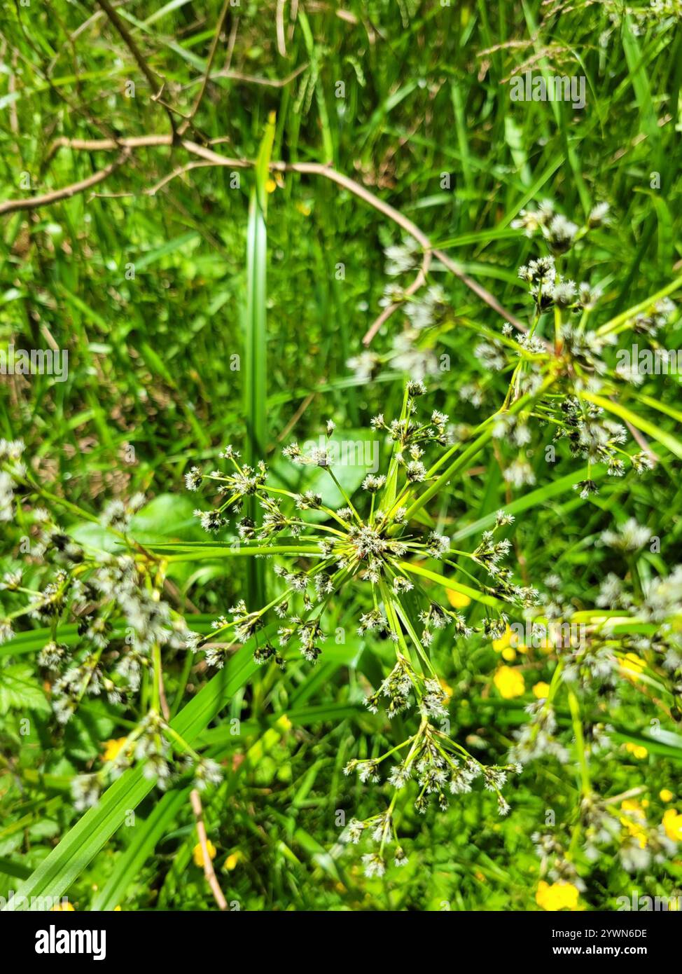 Panicled Bulrush (Scirpus microcarpus Stock Photo - Alamy