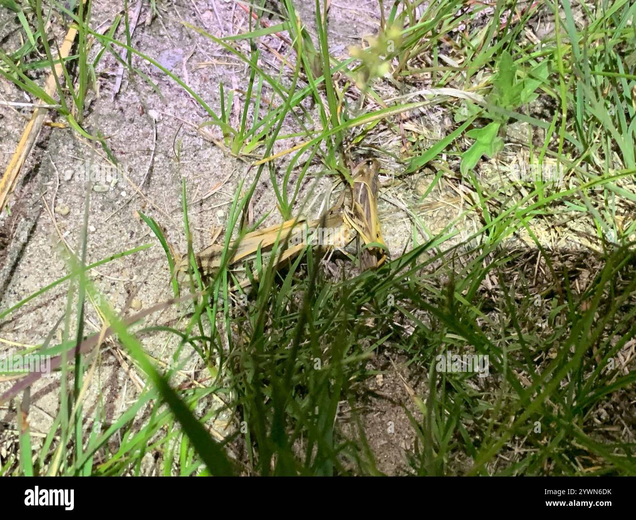 Coral-winged Grasshopper (Pardalophora apiculata Stock Photo - Alamy
