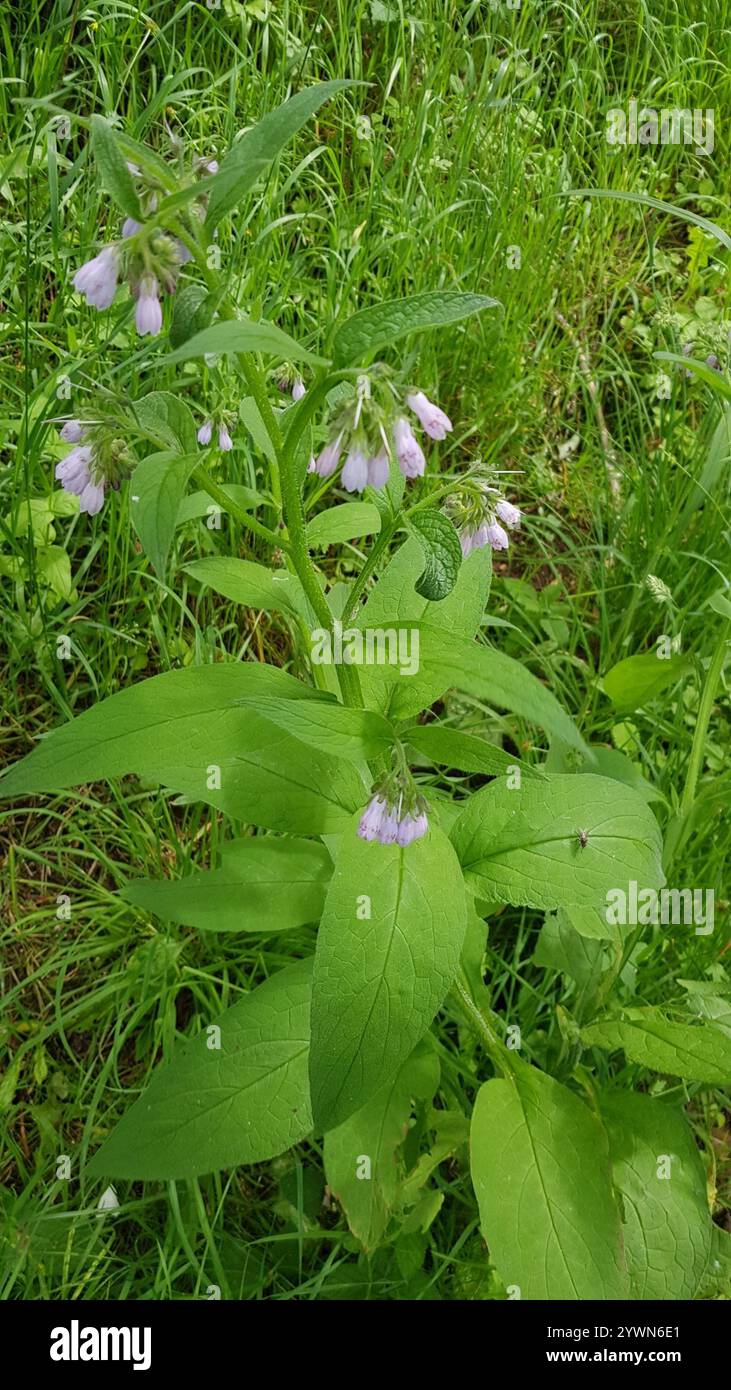 common comfrey (Symphytum officinale Stock Photo - Alamy