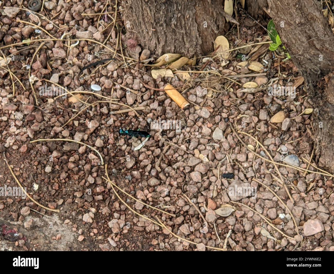 Steel-blue Cricket-hunter Wasp (Chlorion aerarium Stock Photo - Alamy