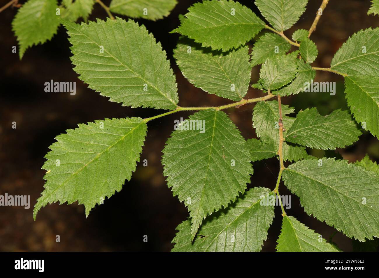 Wych Elm (Ulmus glabra Stock Photo - Alamy