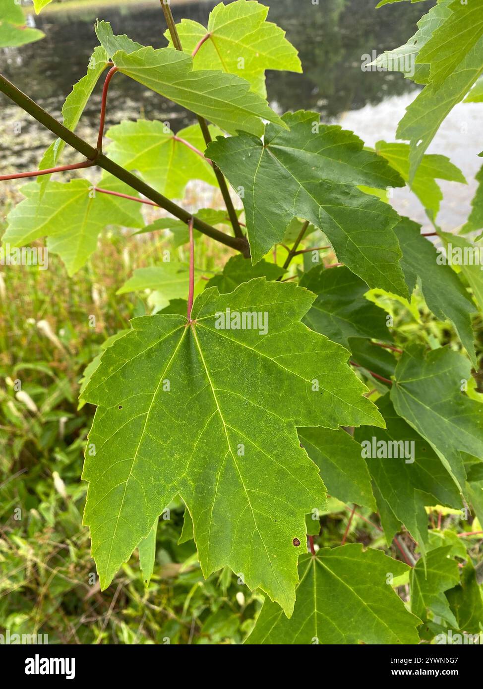 red maple (Acer rubrum Stock Photo - Alamy