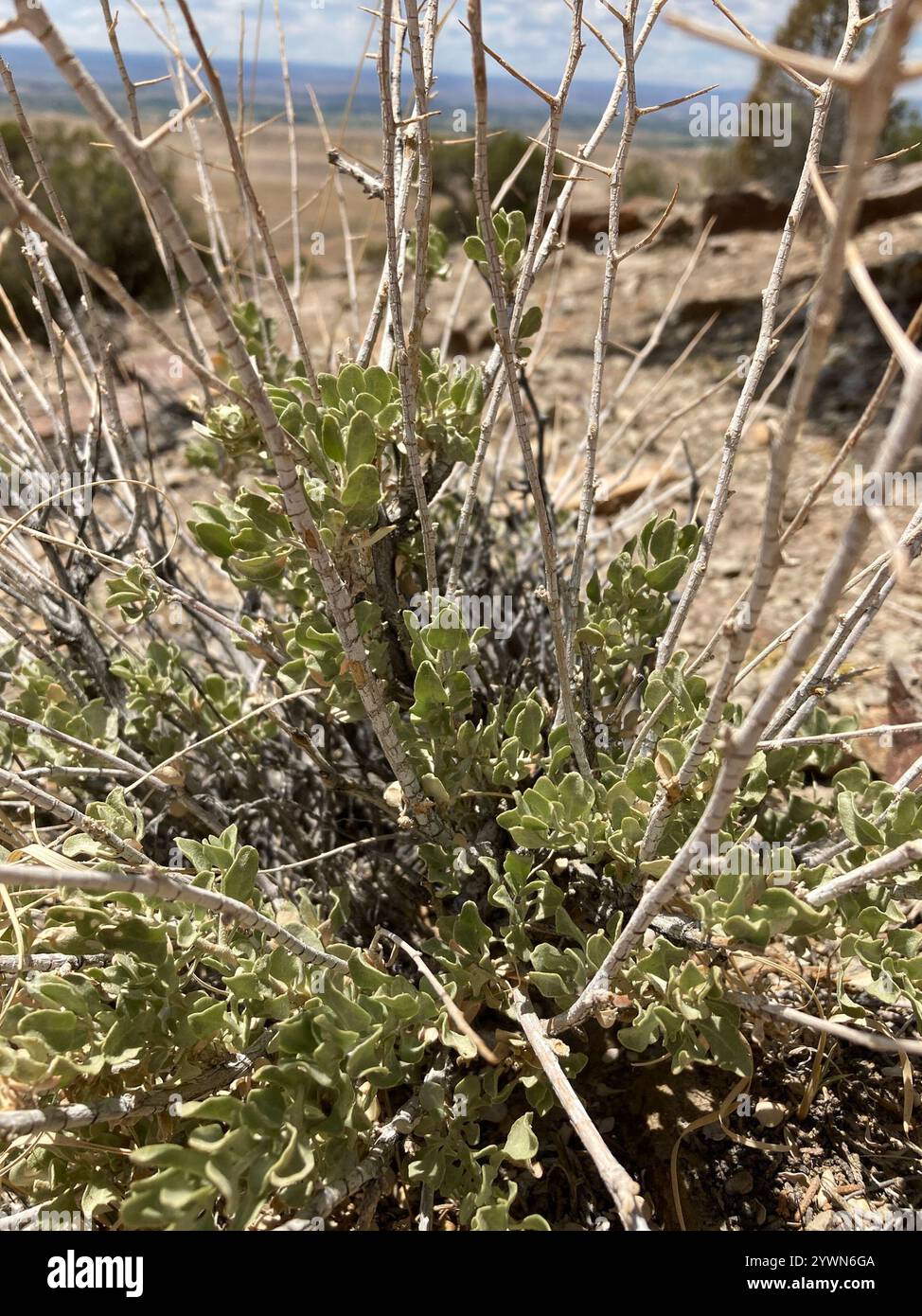 Shadscale Saltbush (Atriplex confertifolia Stock Photo - Alamy