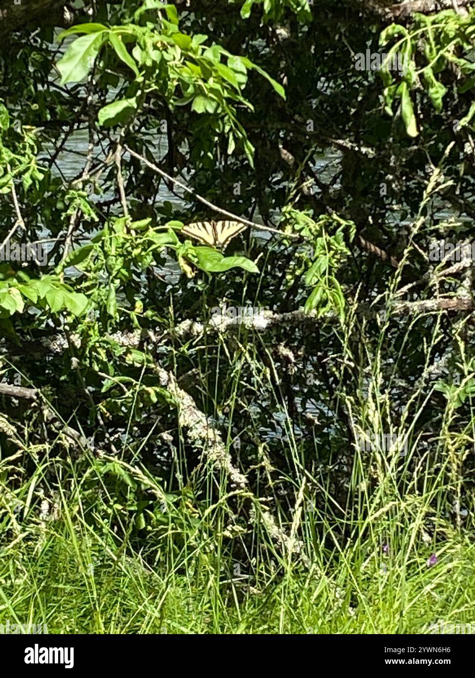 Western Tiger Swallowtail (Papilio rutulus Stock Photo - Alamy
