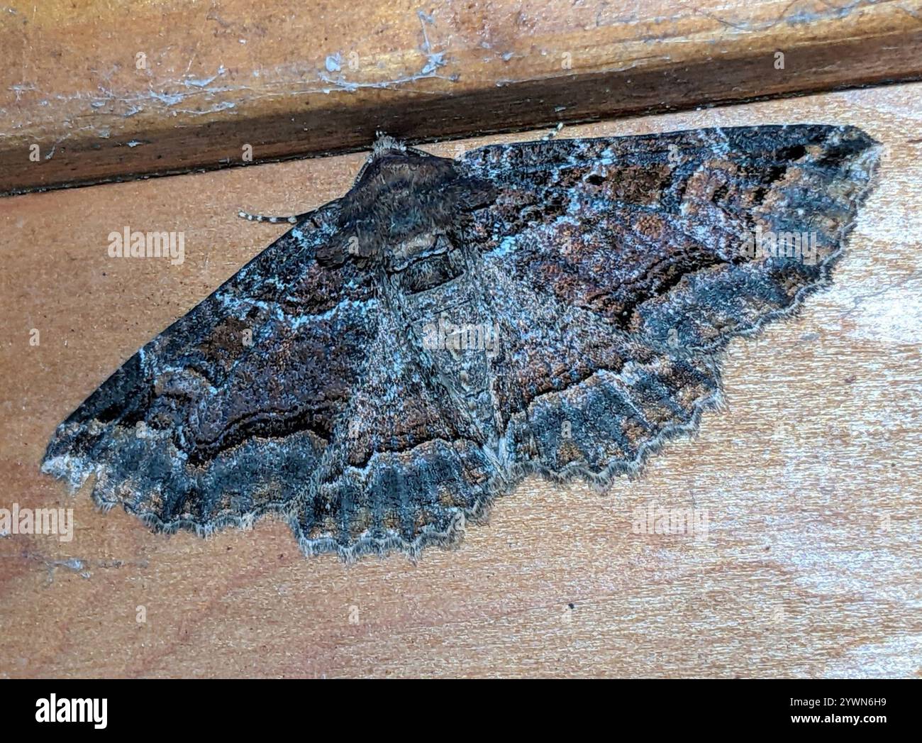 Colorful Zale Moth (Zale minerea Stock Photo - Alamy