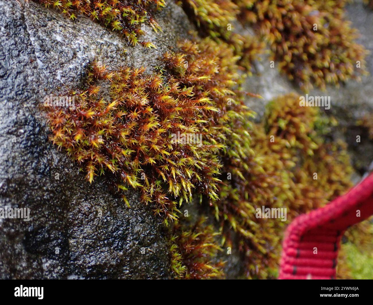 Schistidium papillosum hi-res stock photography and images - Alamy
