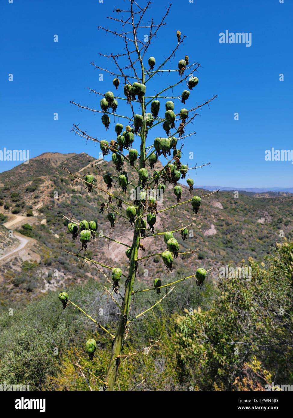 chaparral yucca (Hesperoyucca whipplei Stock Photo - Alamy