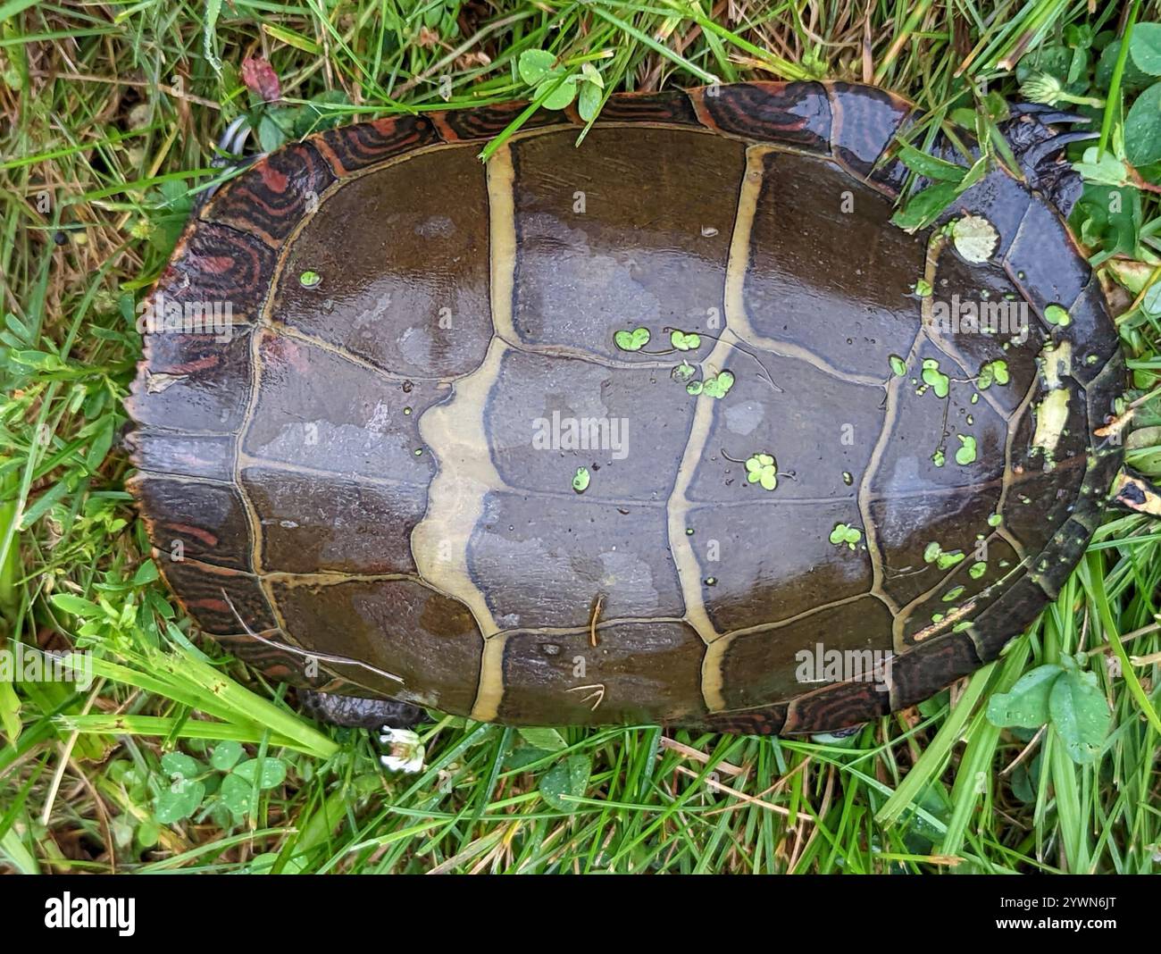 Painted Turtle (Chrysemys picta Stock Photo - Alamy