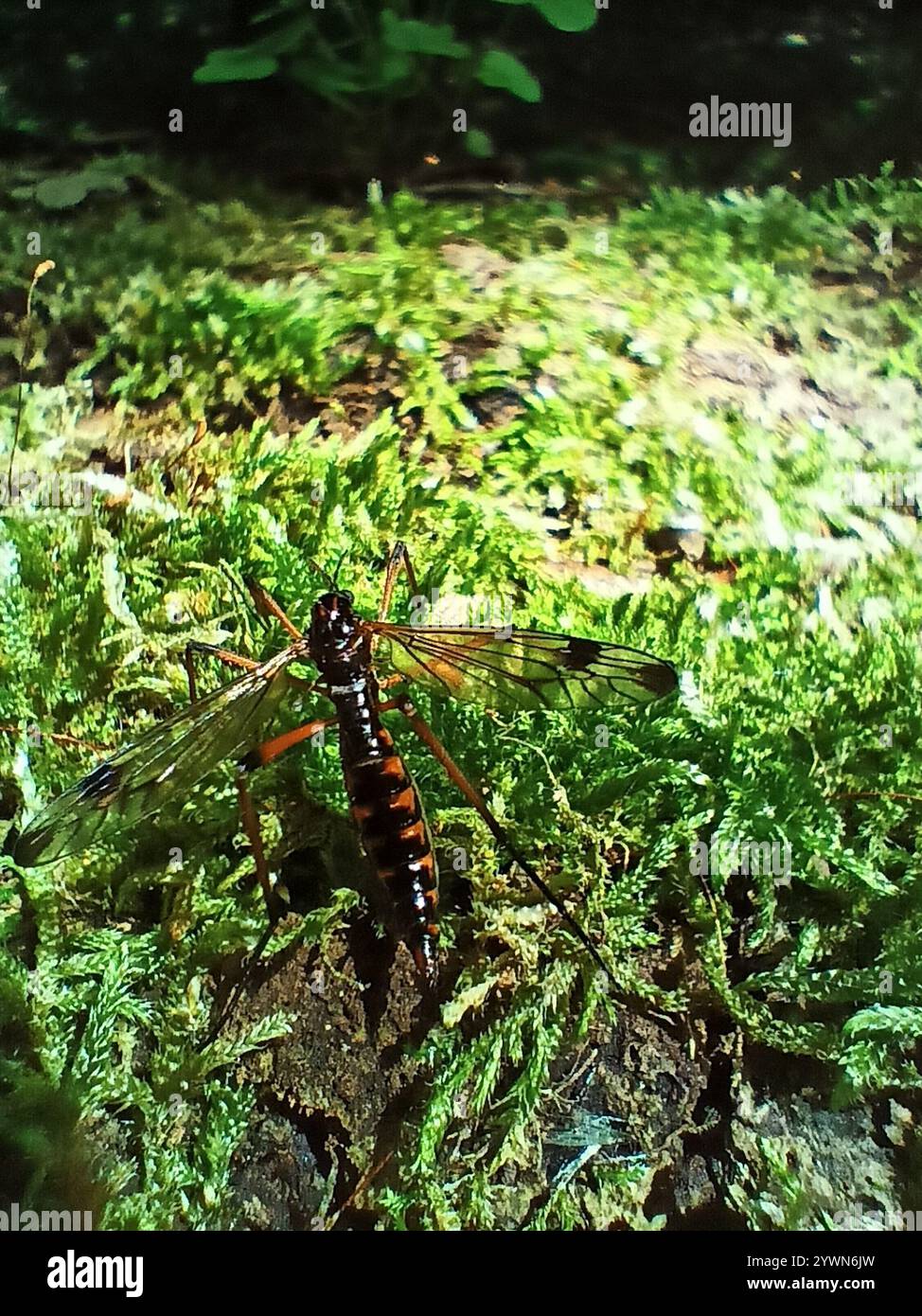 Typical Crane Flies (Tipuloidea Stock Photo - Alamy