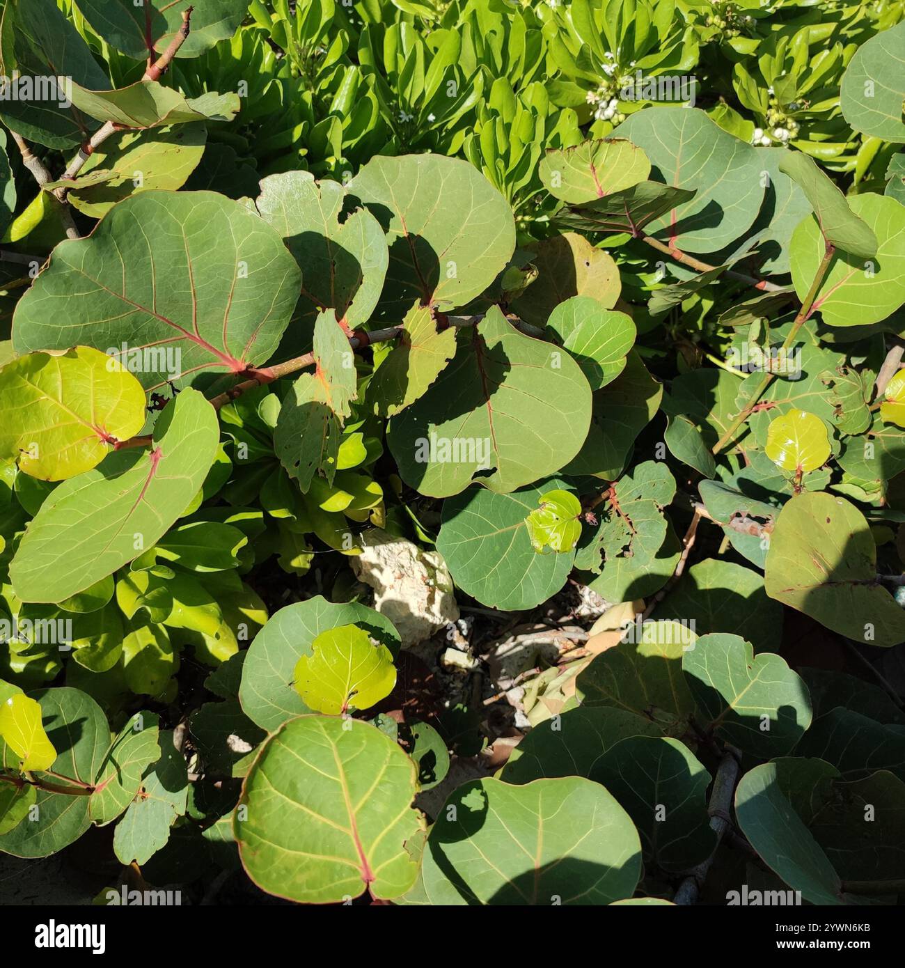 sea grape (Coccoloba uvifera Stock Photo - Alamy