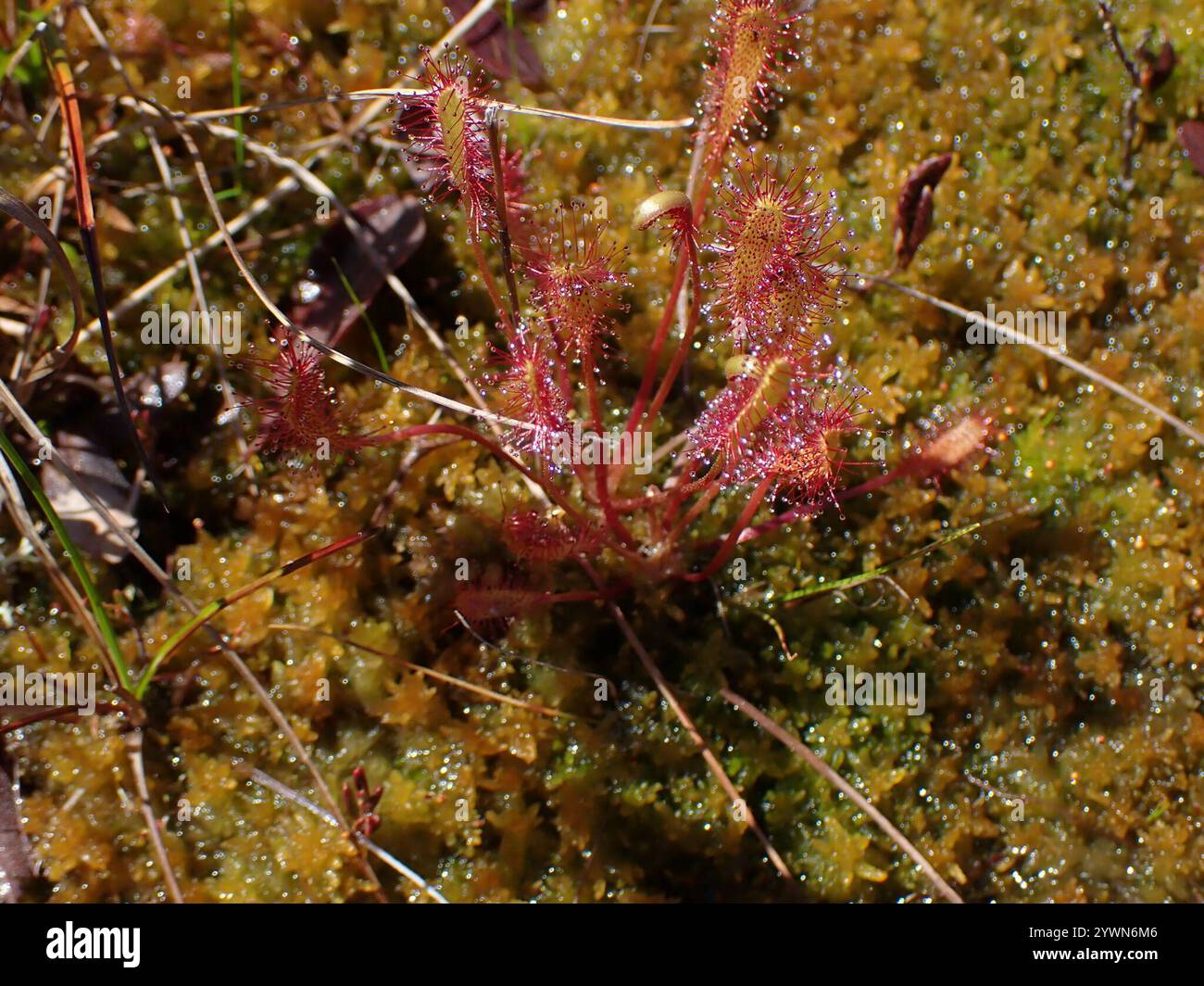 Great Sundew (Drosera anglica Stock Photo - Alamy