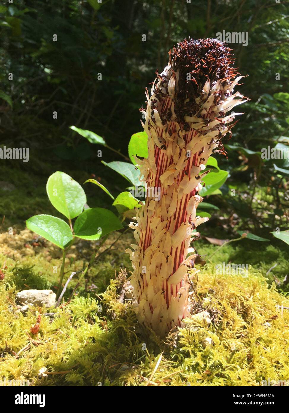 sugarstick (Allotropa virgata Stock Photo - Alamy