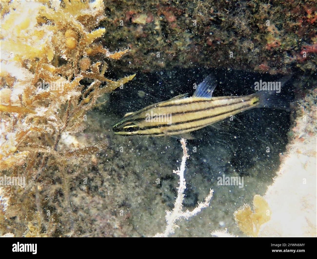 Fiveline Cardinalfish (Cheilodipterus quinquelineatus Stock Photo - Alamy