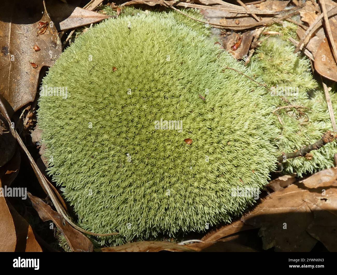 Leucobryum mosses (Leucobryum Stock Photo - Alamy