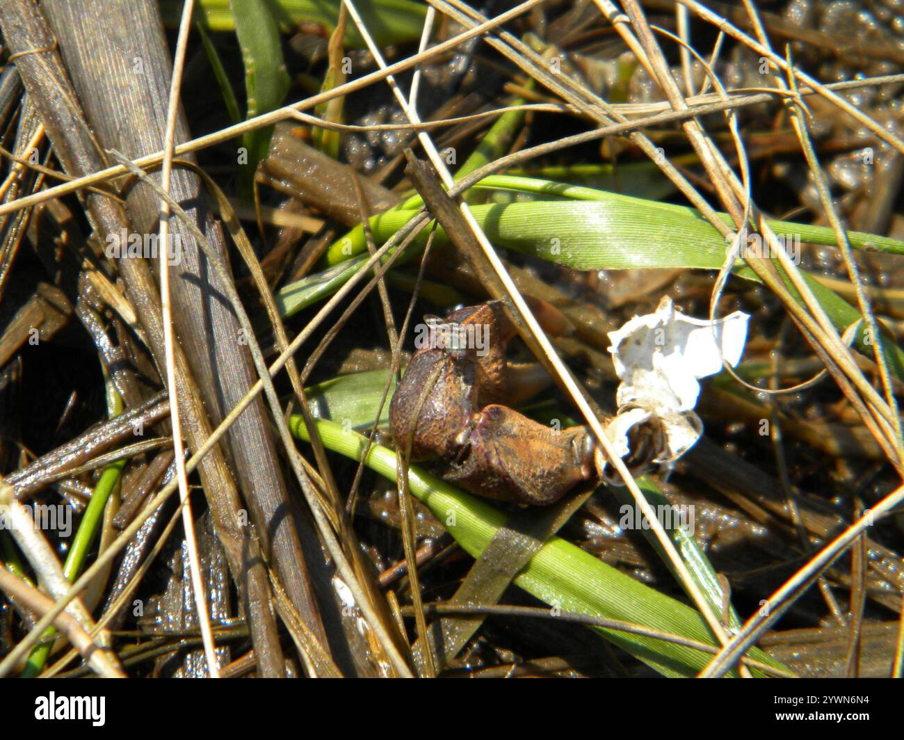Banded-wing Flies (Chaetopsis Stock Photo - Alamy