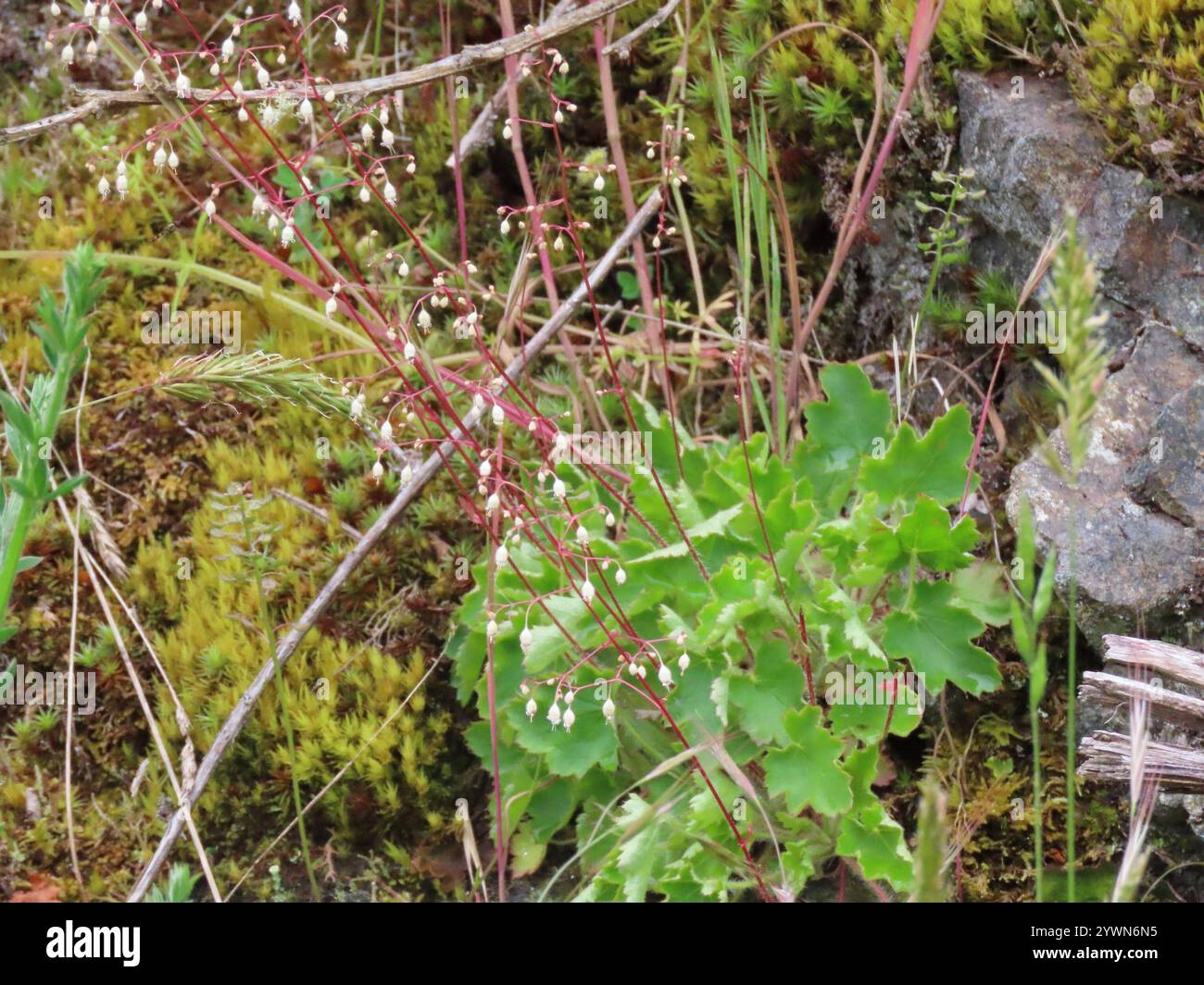 crevice alumroot (Heuchera micrantha Stock Photo - Alamy