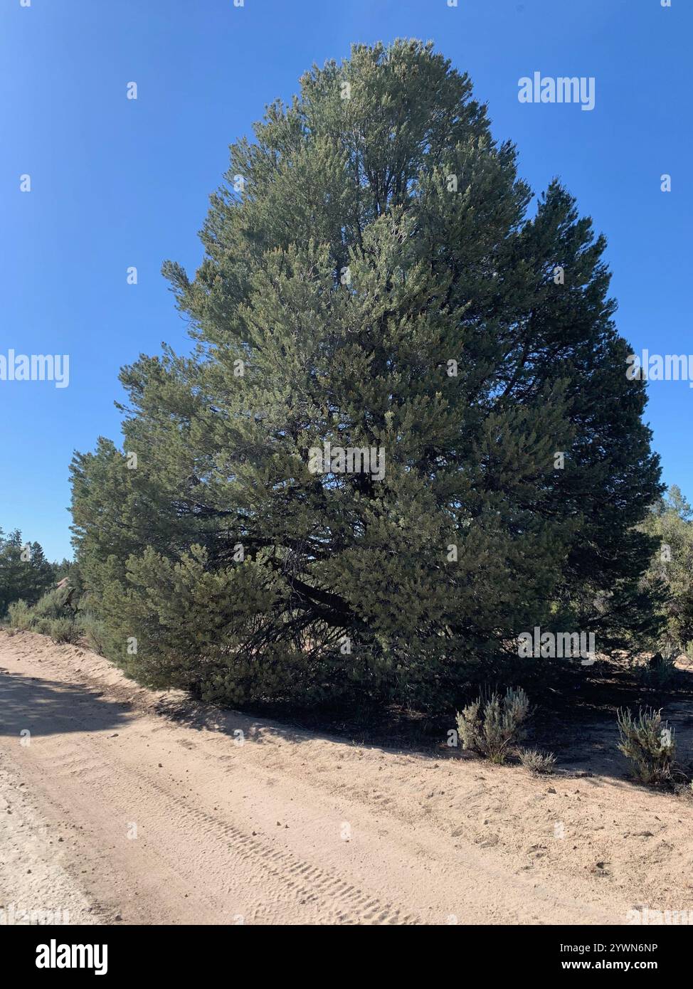 Parry pinyon (Pinus quadrifolia Stock Photo - Alamy